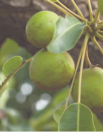 Shea Better™ Sustainability Program - eos